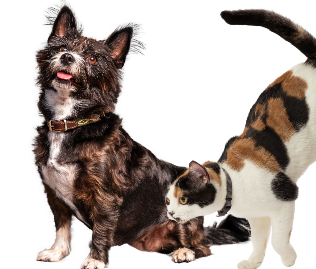 Nutrish Dog & Cat Food Recipes | Post Consumer Brands